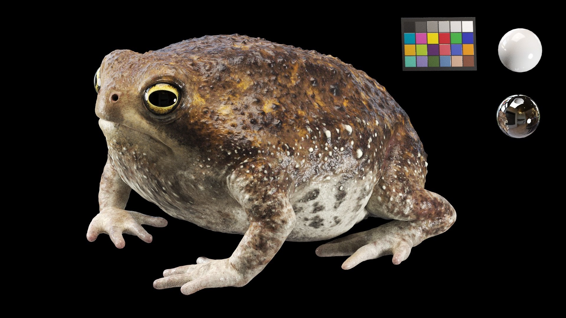 3D Common Rain Frog Model - TurboSquid 2421588