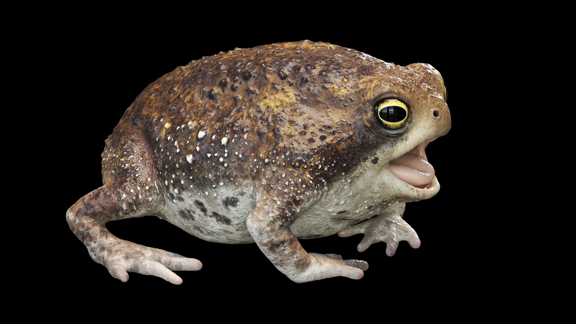 3D Common Rain Frog Model - TurboSquid 2421588