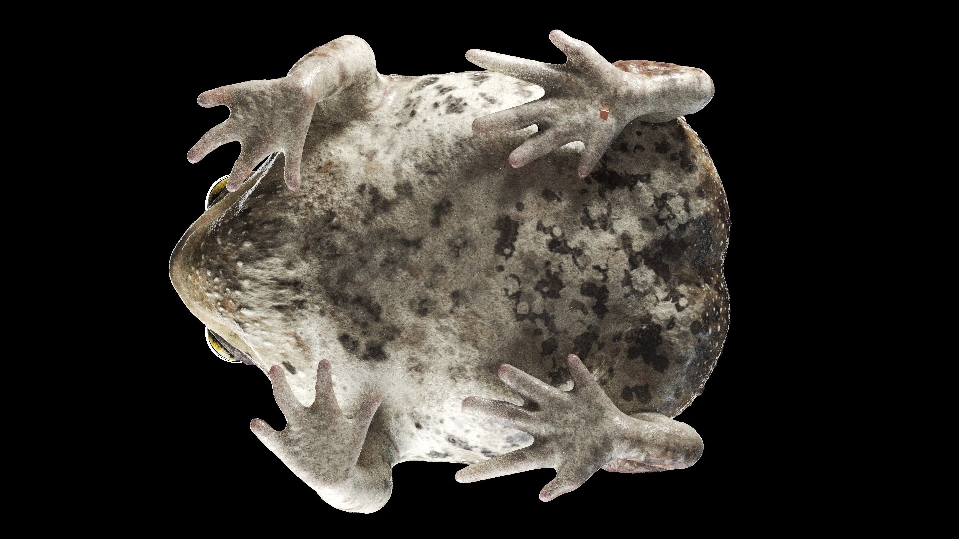 3D Common Rain Frog Model - TurboSquid 2421588