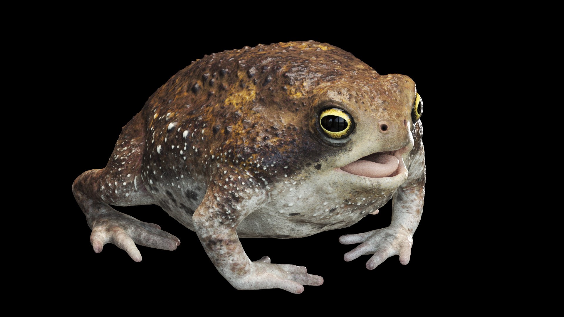 3D Common Rain Frog Model - TurboSquid 2421588