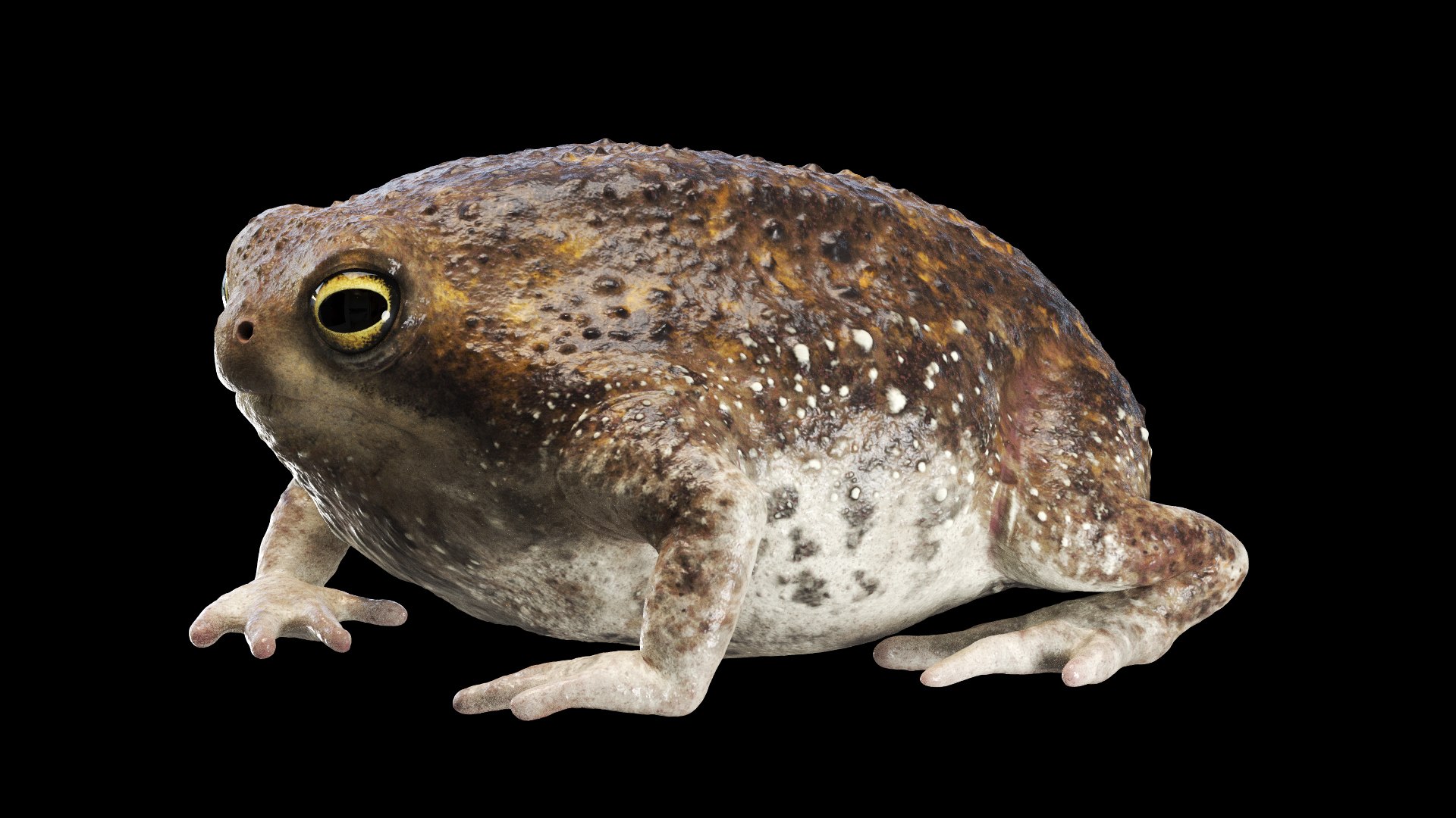 3D Common Rain Frog Model - TurboSquid 2421588
