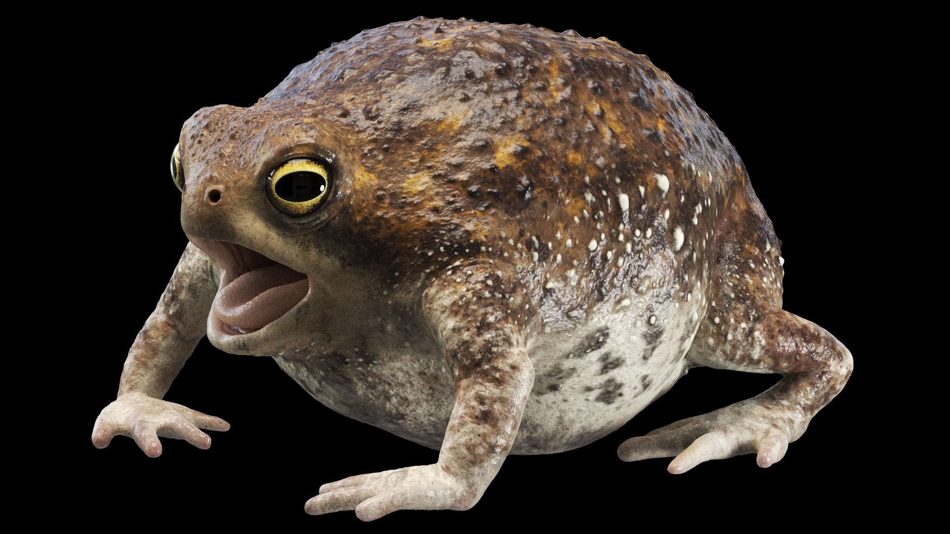 3D Common Rain Frog Model - TurboSquid 2421588