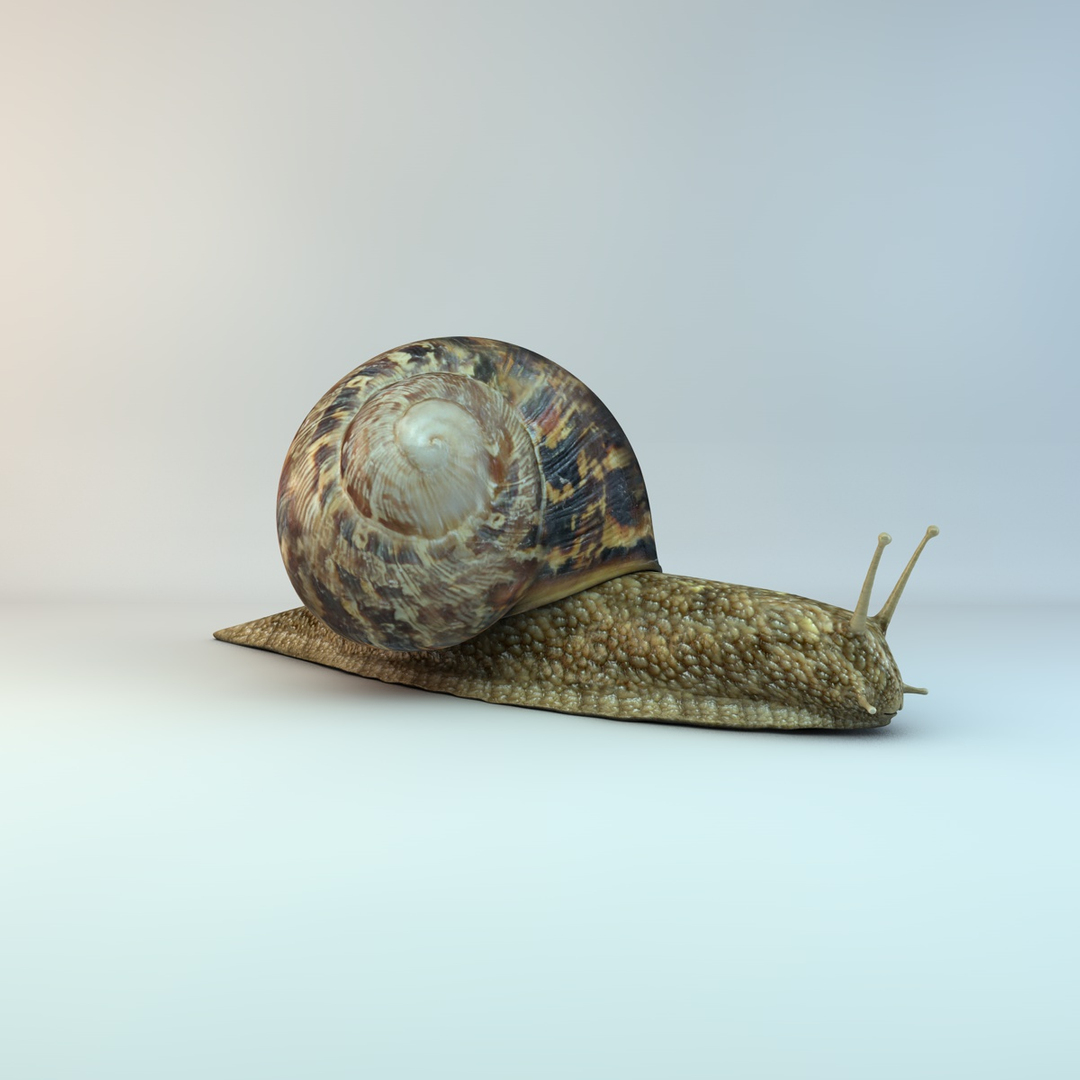Photo-realistic Snail 3d Ma