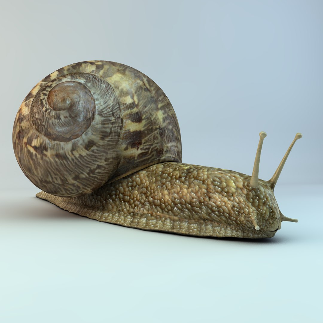 Photo-realistic Snail 3d Ma