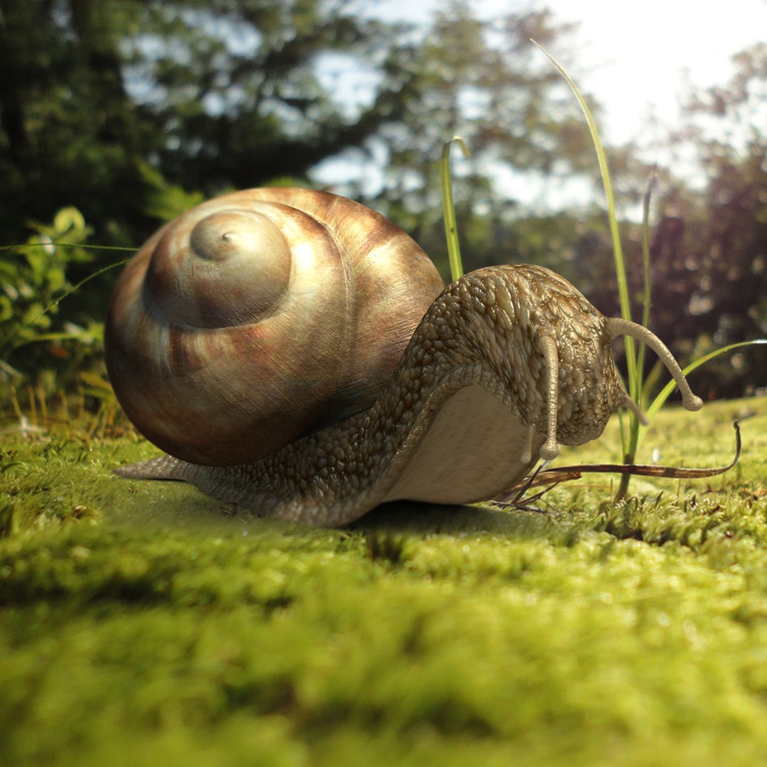 Photo-realistic Snail 3d Ma
