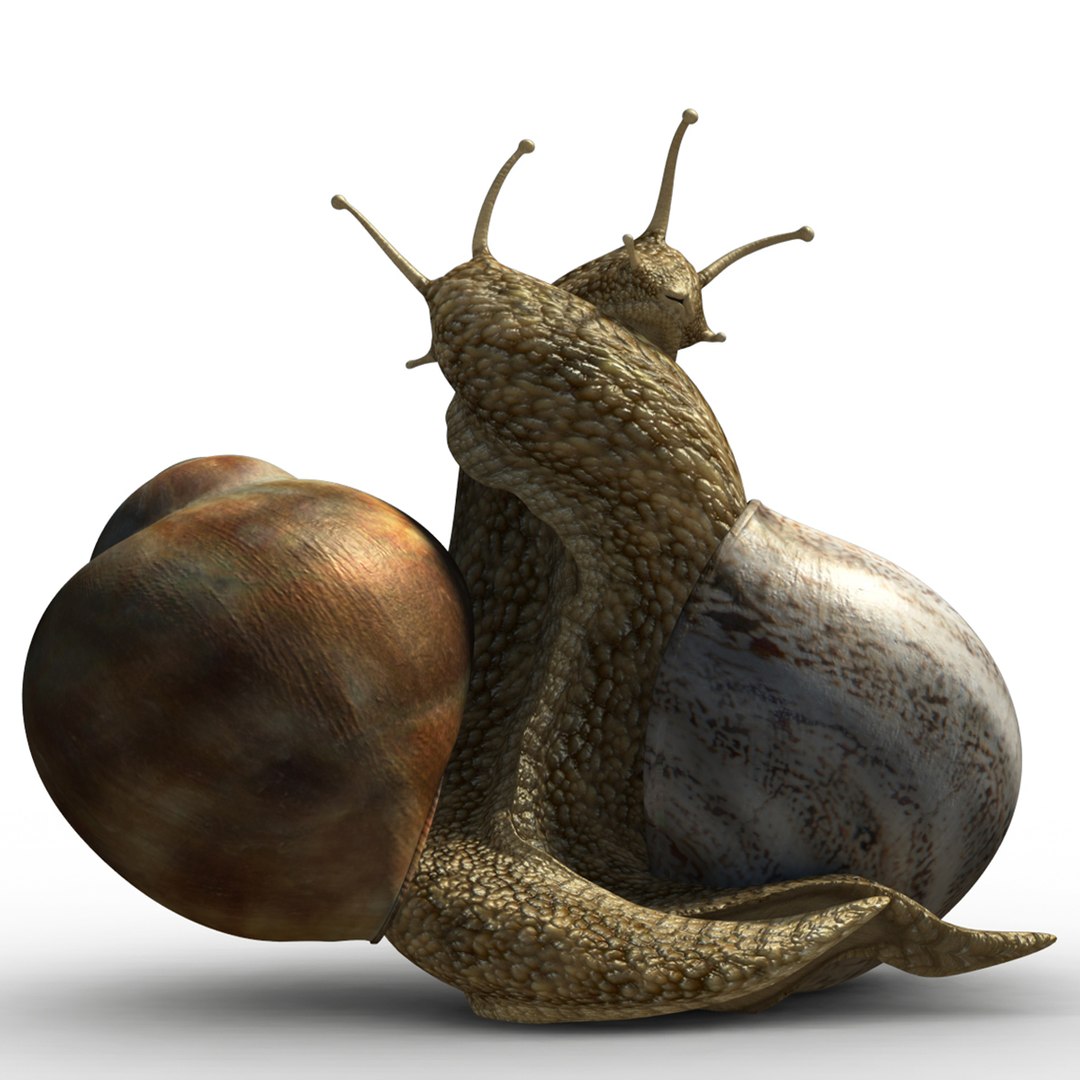 Photo-realistic Snail 3d Ma