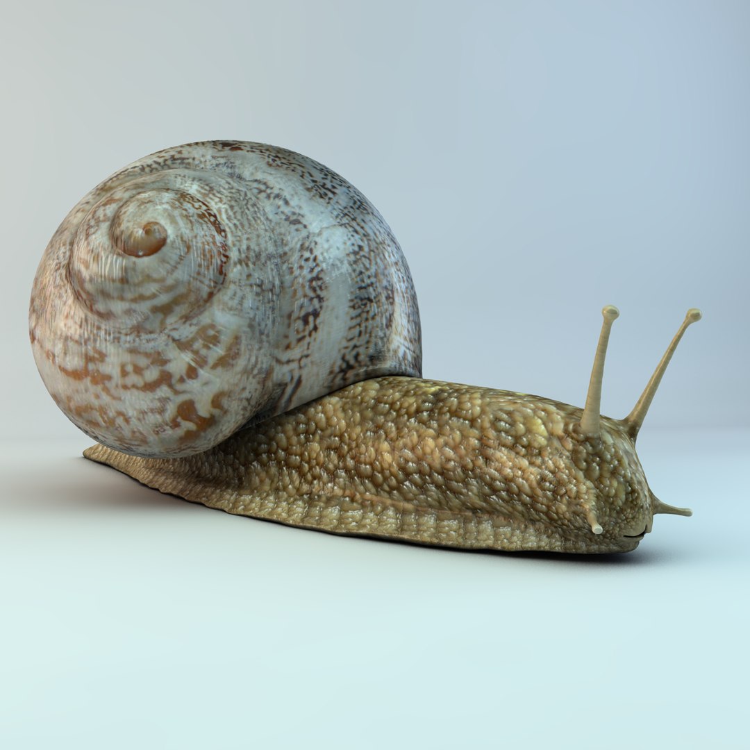 Photo-realistic Snail 3d Ma