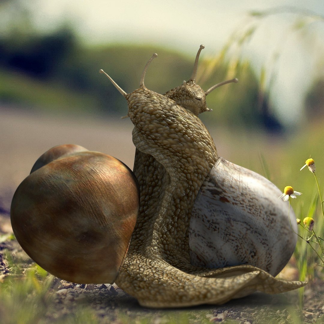 Photo-realistic Snail 3d Ma