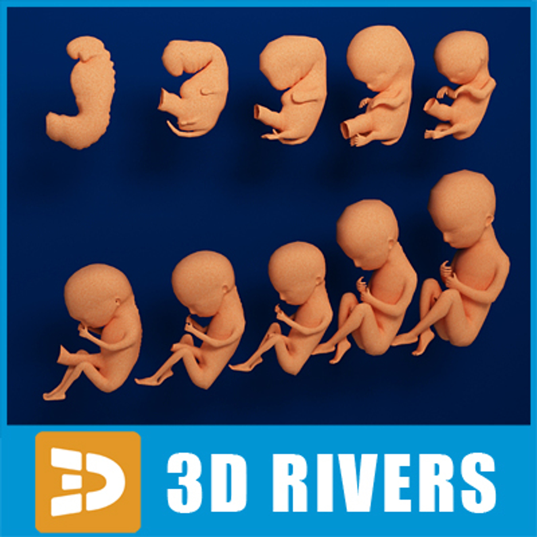 human embryo development 3d model