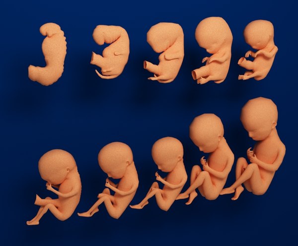 human embryo development 3d model