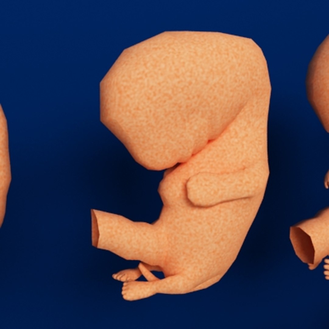 Human Embryo Development 3d Model