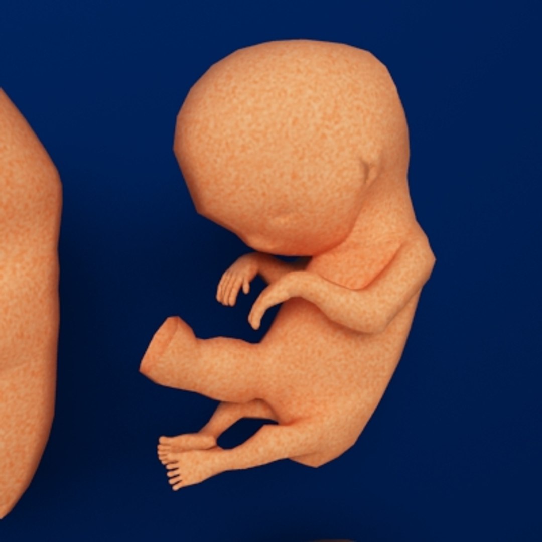 Human Embryo Development 3d Model