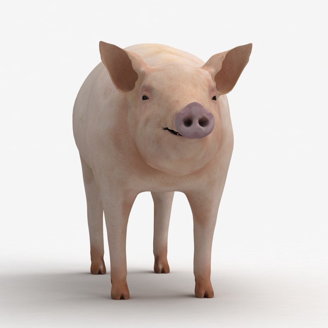 3d Model Dugm02 Pig