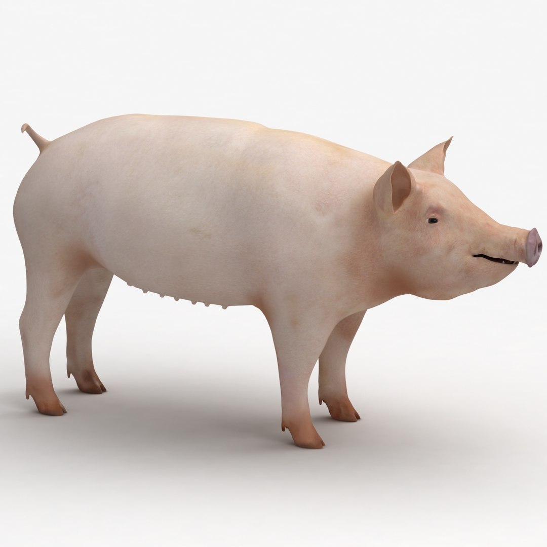 3d Model Dugm02 Pig