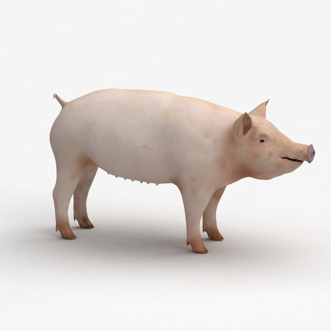 3d Model Dugm02 Pig
