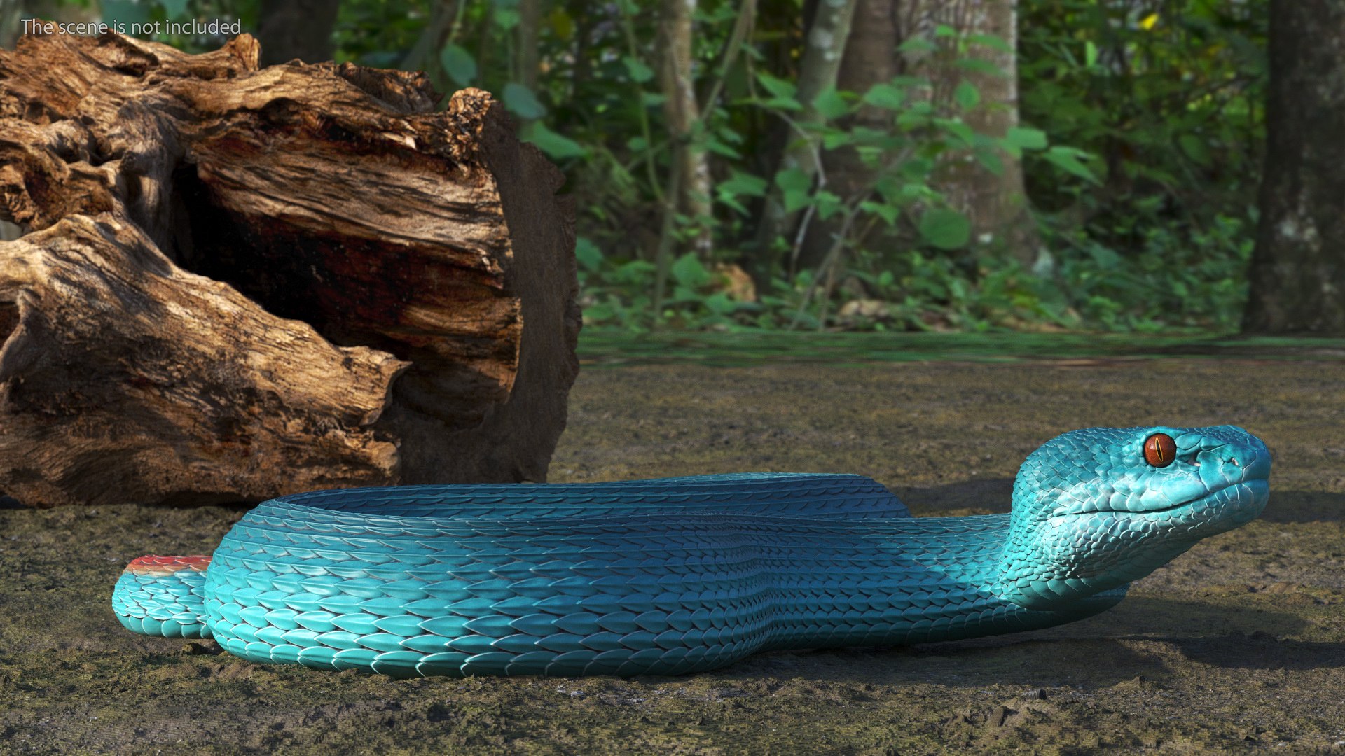 Viper Blue Trimeresurus Rigged for Maya 3D model - TurboSquid 2115361