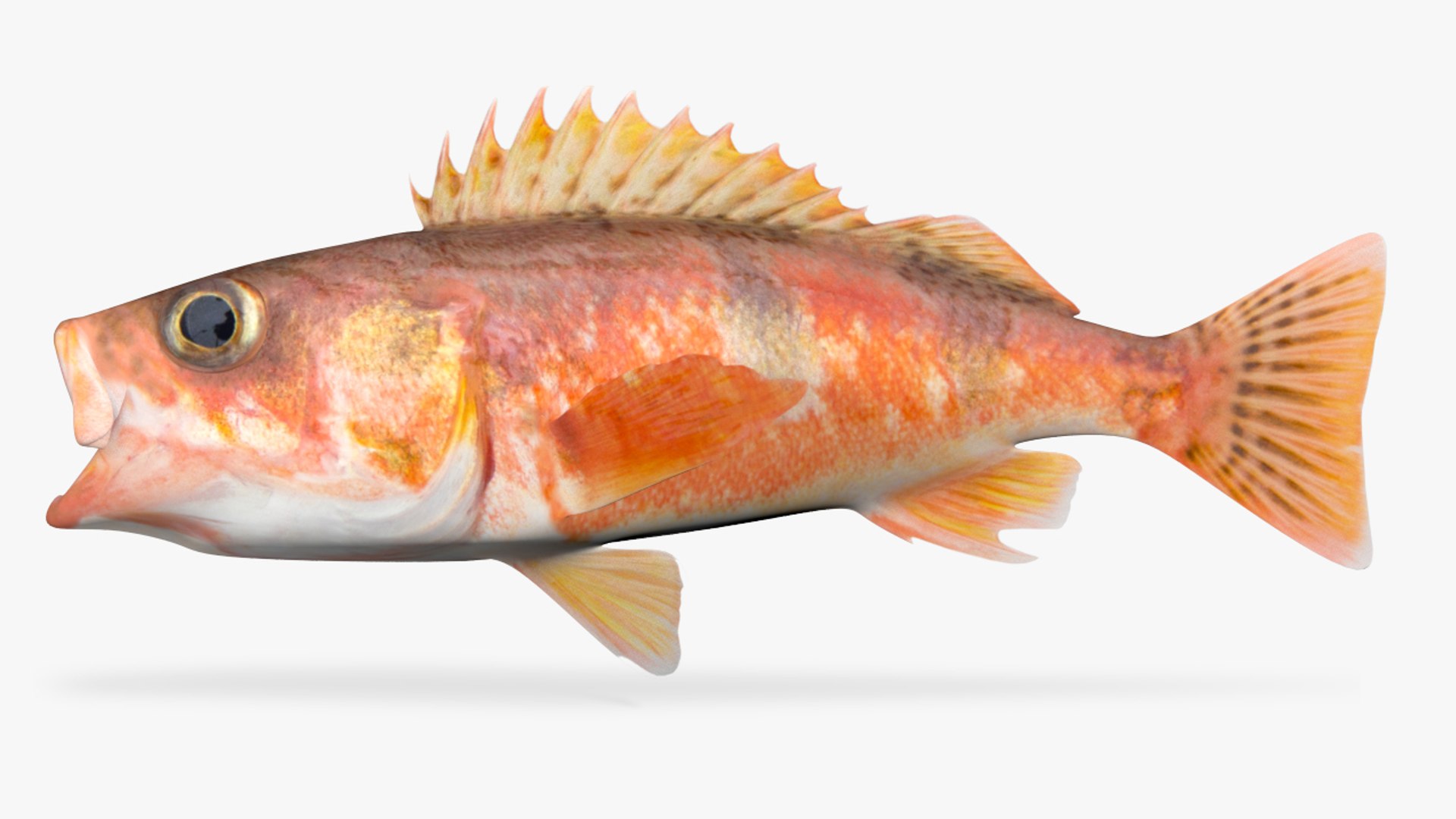 3D halfbanded rockfish model - TurboSquid 1661586