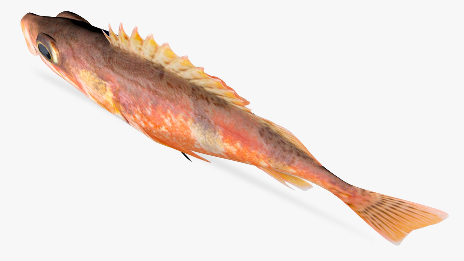 3D halfbanded rockfish model - TurboSquid 1661586
