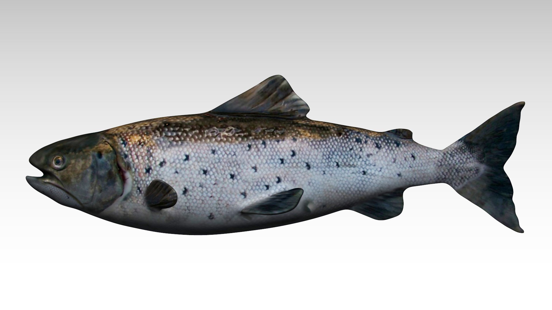 Rigged Salmon Fish 3D Model - TurboSquid 1744924
