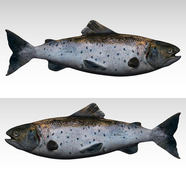 Salmon 3D Models for Download | TurboSquid