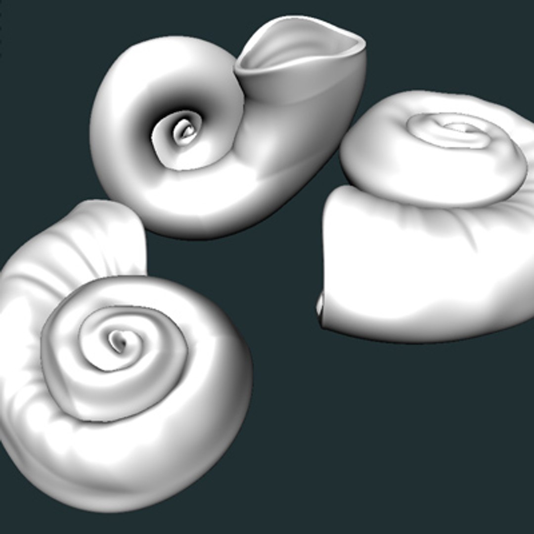 3d model spiral shells