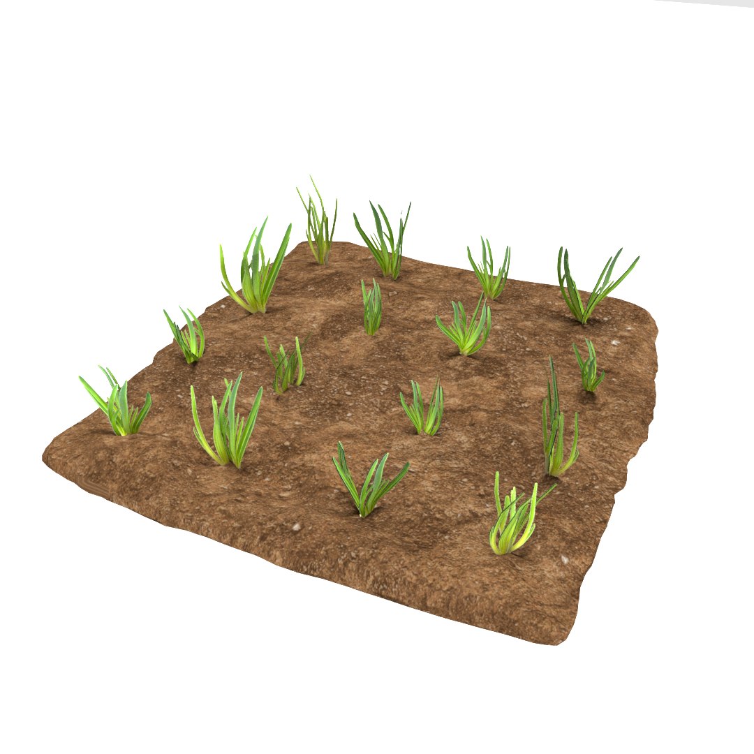 Onions 3 Growth Stages 3D Model - TurboSquid 1183760
