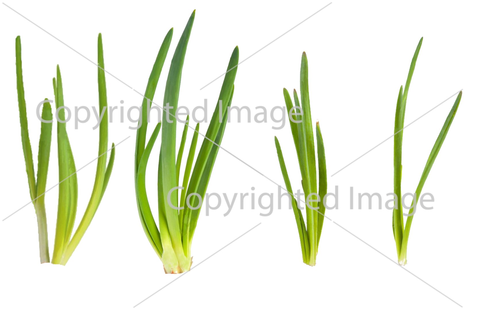 Onions 3 Growth Stages 3D Model - TurboSquid 1183760