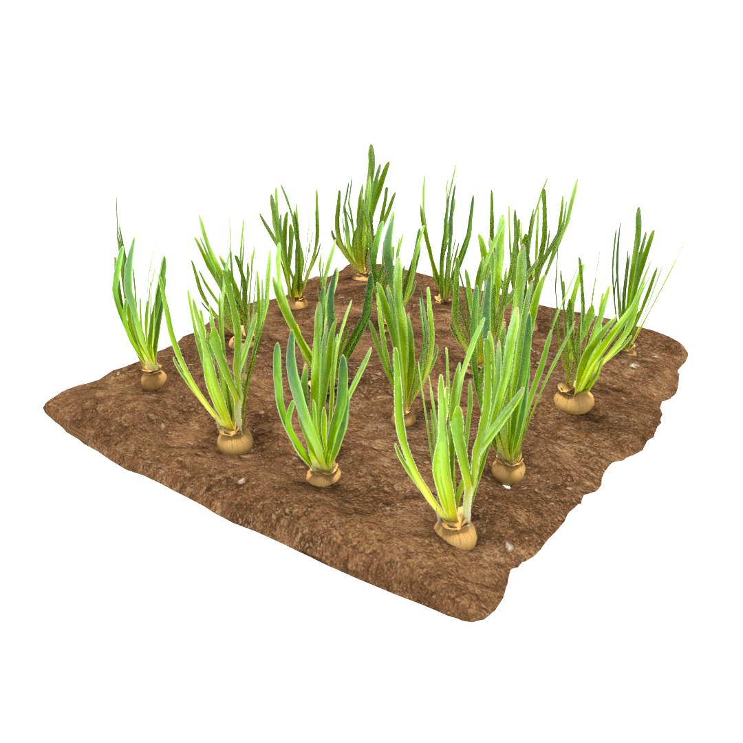 Onions 3 Growth Stages 3D Model - TurboSquid 1183760