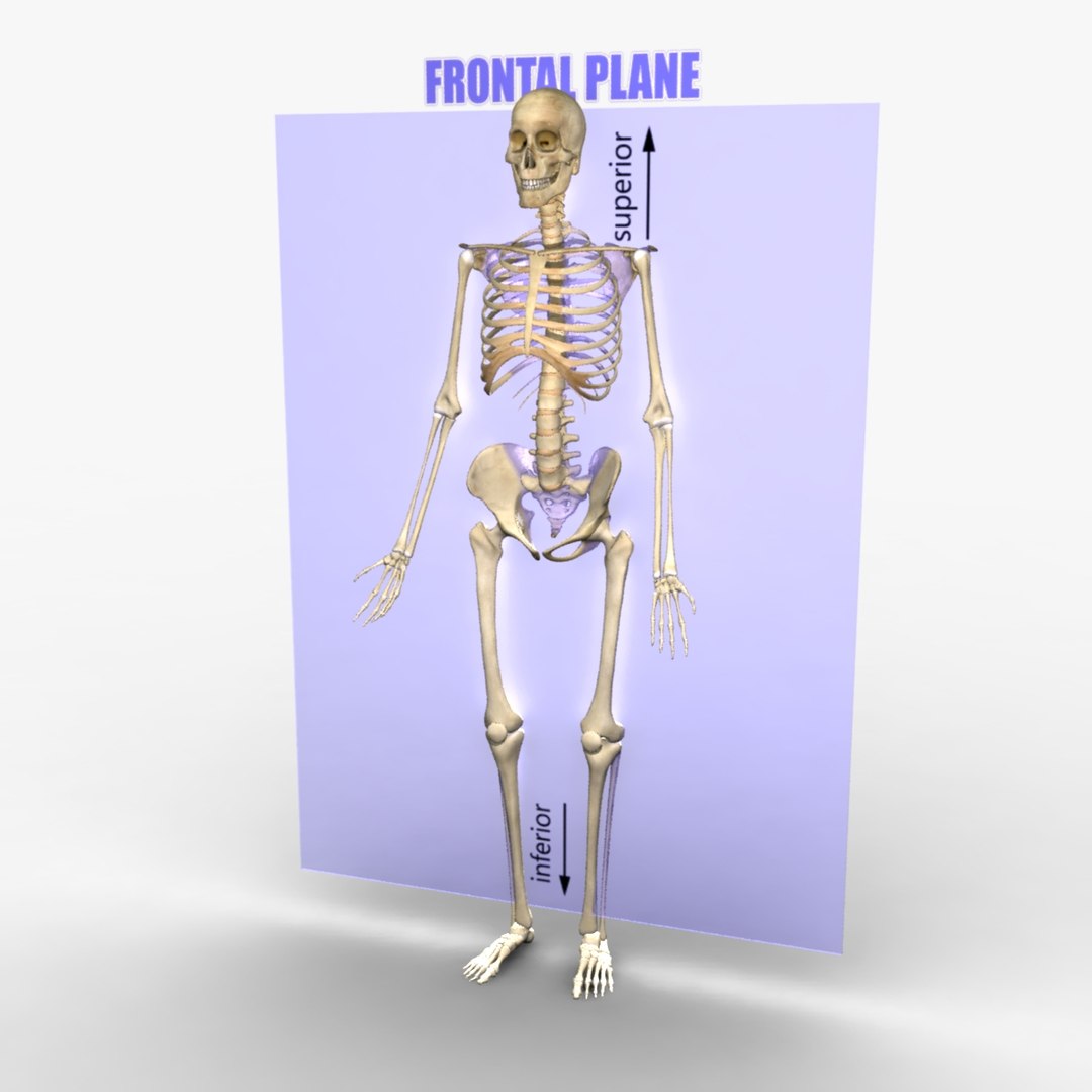 3d Planes Body Skeleton