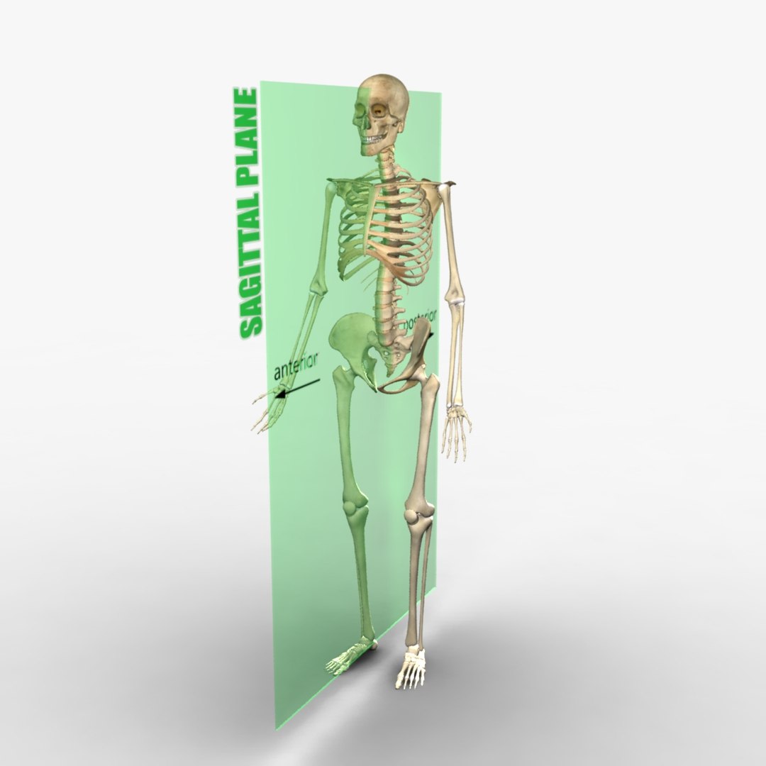 3d Planes Body Skeleton