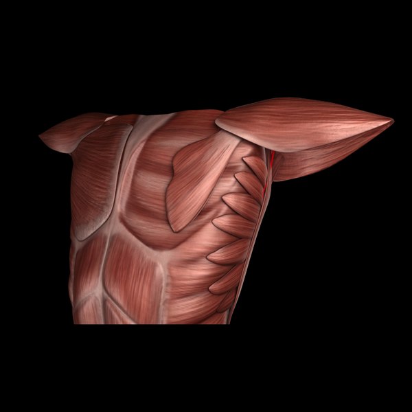 여성 몸통 3D 모델 - TurboSquid 725243