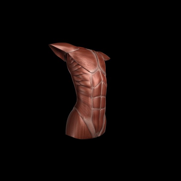 여성 몸통 3D 모델 - TurboSquid 725243