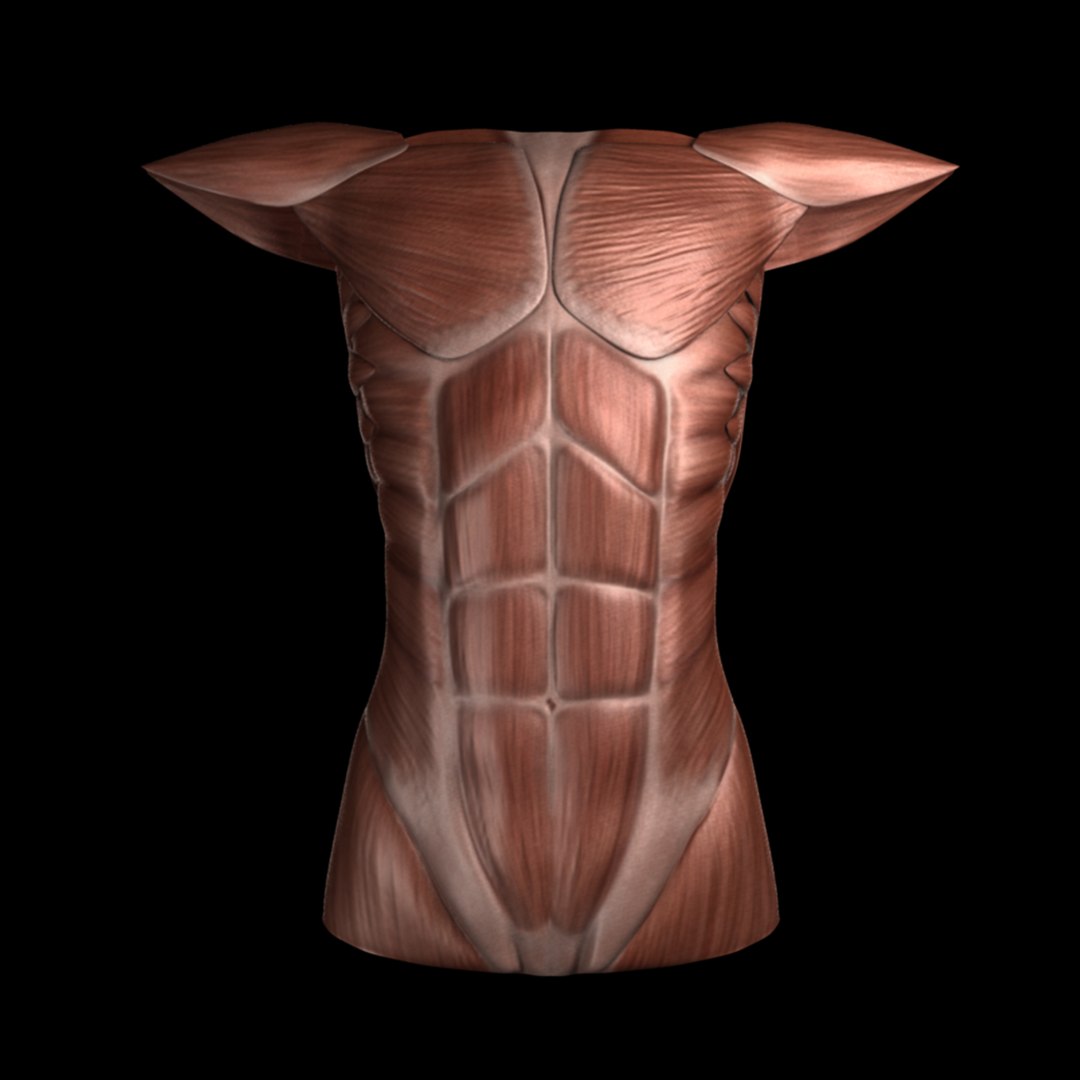 3D модель Женский торс - TurboSquid 725243