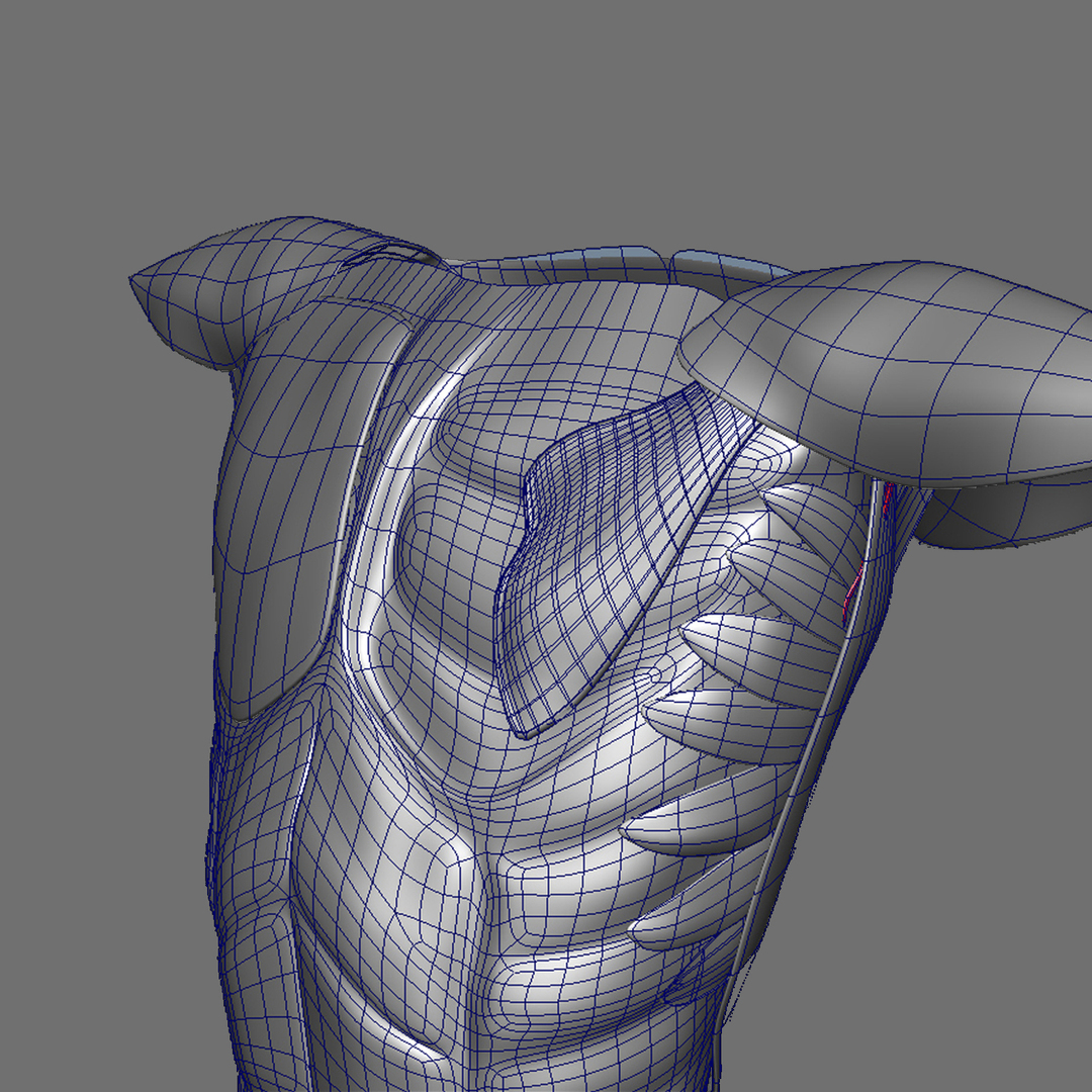 3D модель Женский торс - TurboSquid 725243