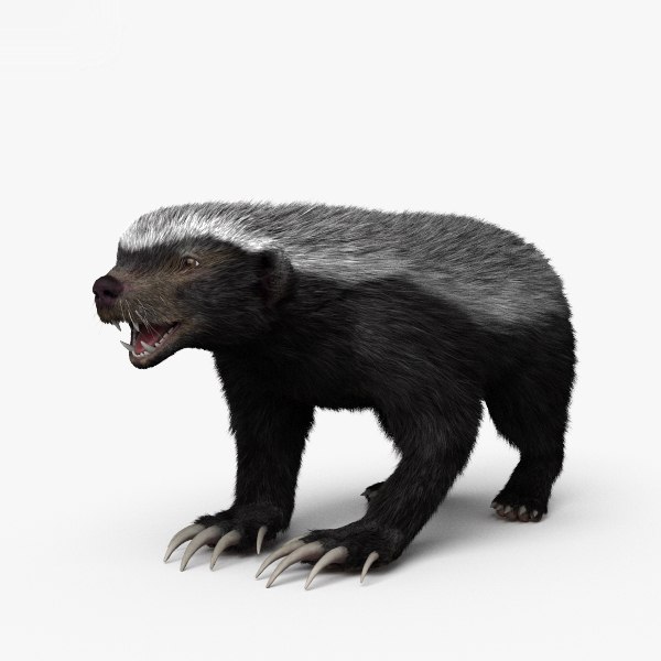 Badger 3D Models for Download | TurboSquid