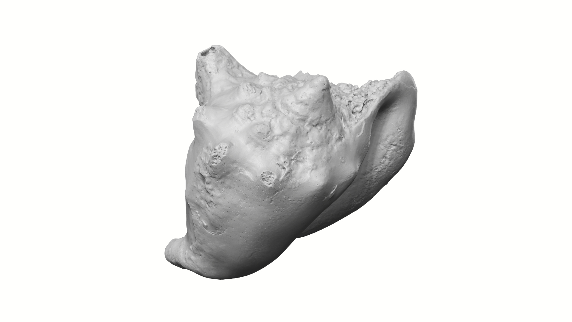 Seashell Raw Scanned 3D Model - TurboSquid 1789799