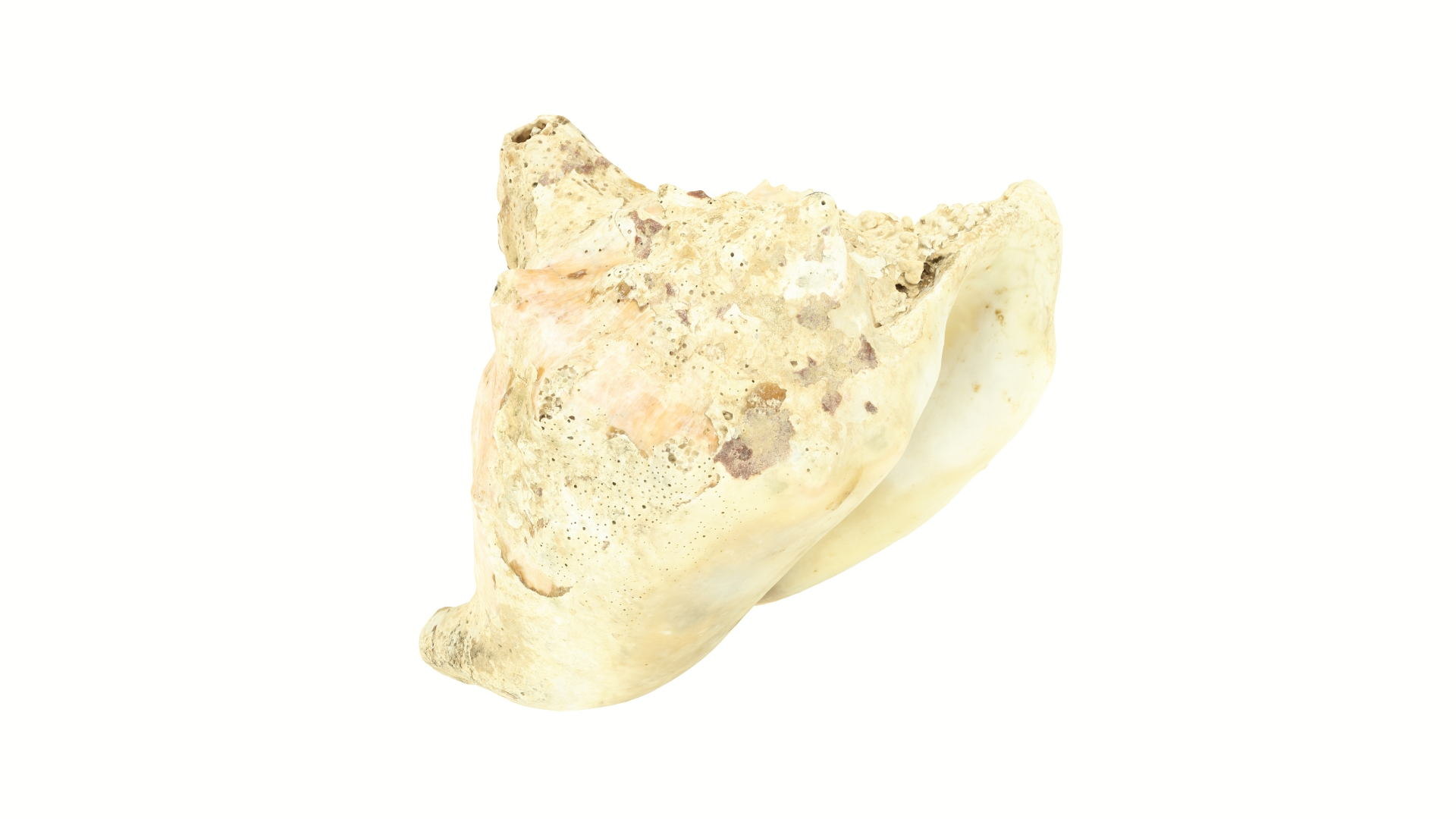 Seashell Raw Scanned 3D model - TurboSquid 1789799