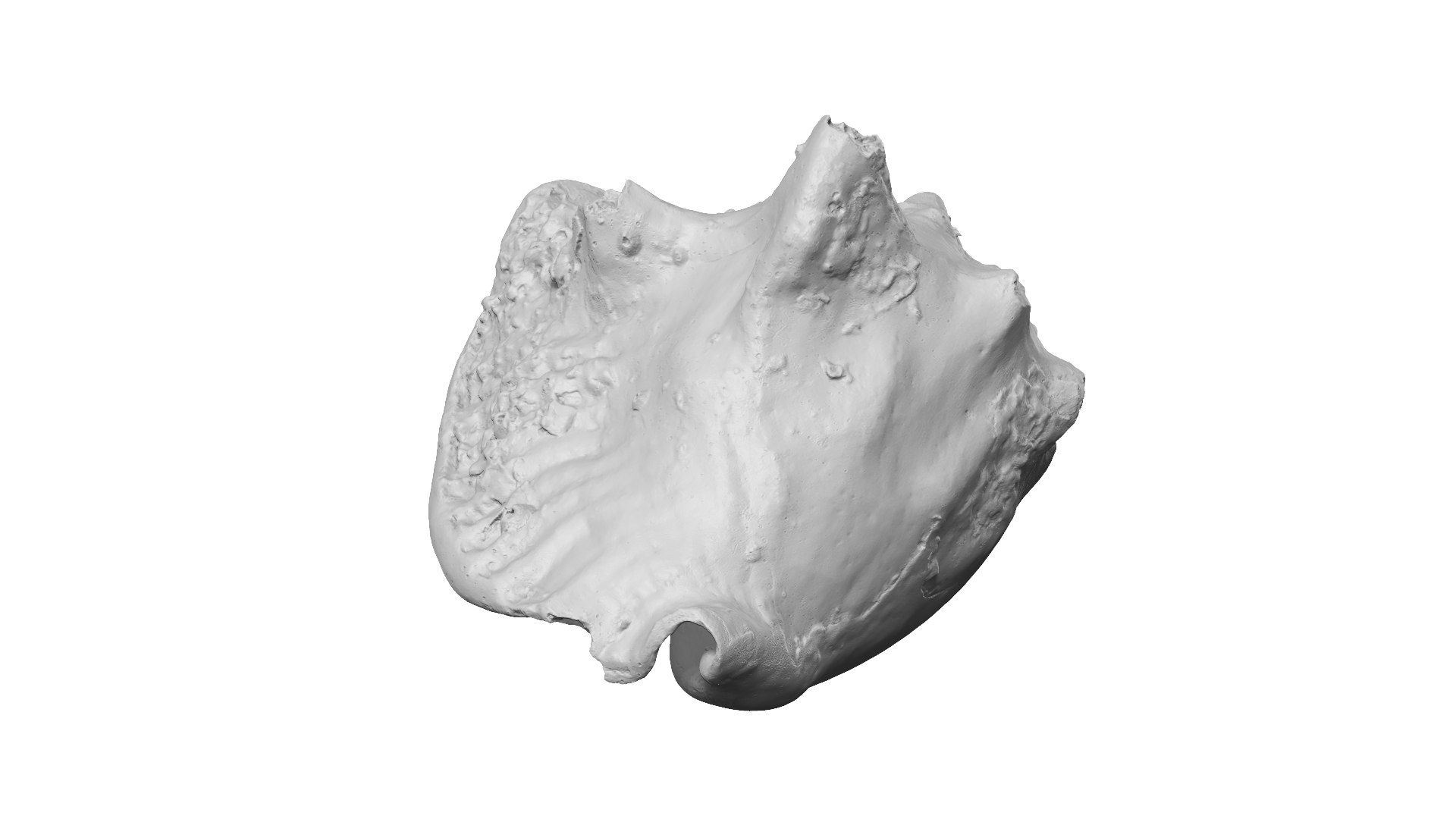 Seashell Raw Scanned 3D model - TurboSquid 1789799
