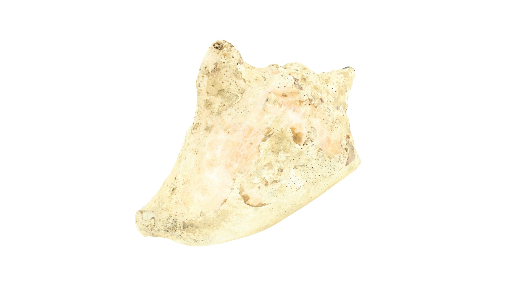 Seashell Raw Scanned 3D model - TurboSquid 1789799