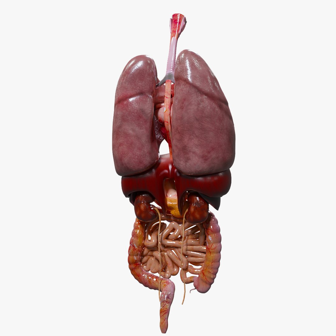 3D Human Internal Organs Model - TurboSquid 1536264