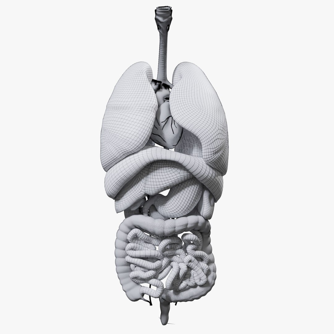 3D Human Internal Organs Model - TurboSquid 1536264