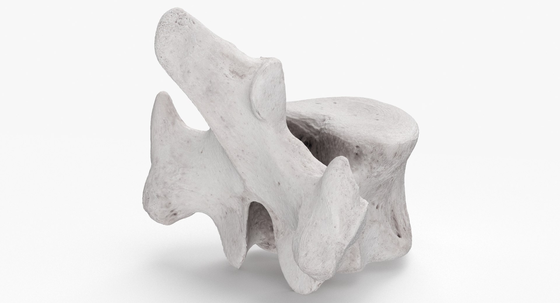 Bear Ursus Thoracic Vertebrae T11 3D Model - TurboSquid 2163674