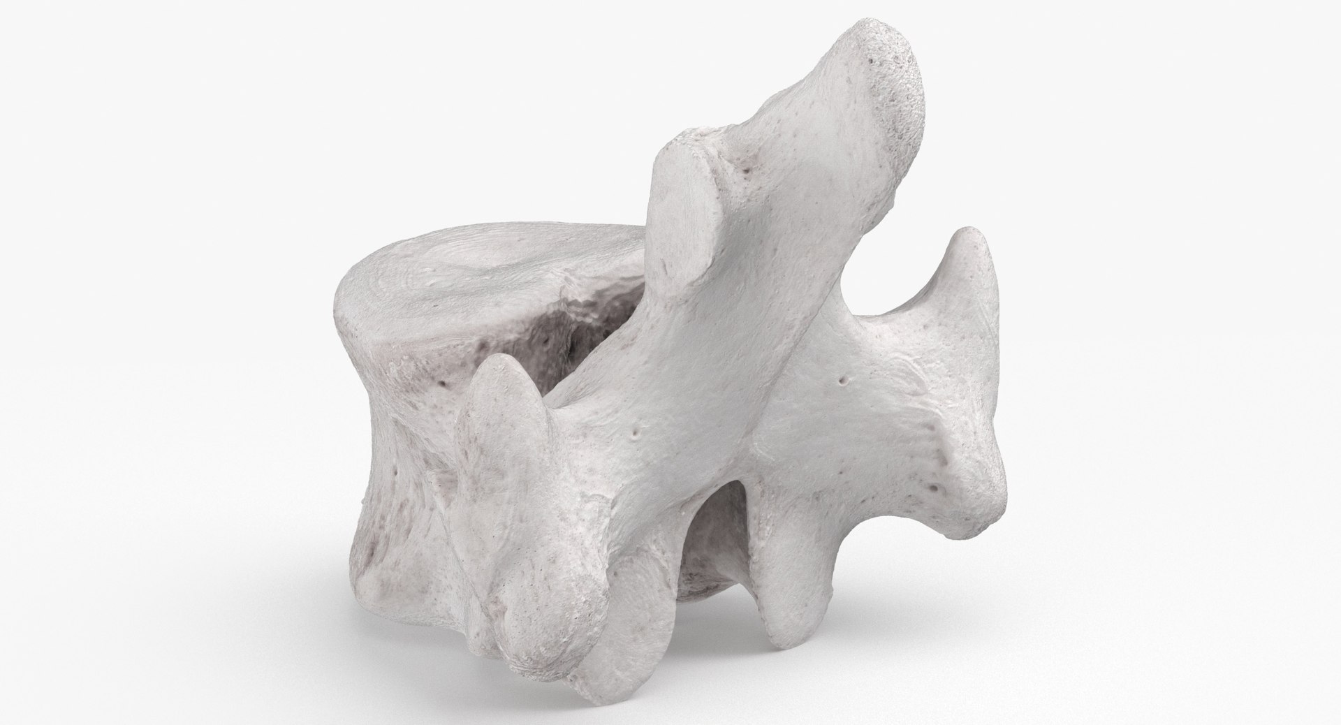 Bear Ursus Thoracic Vertebrae T11 3D Model - TurboSquid 2163674