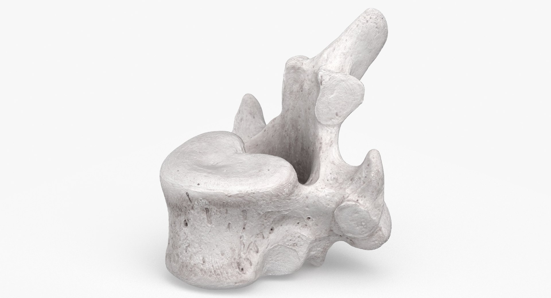 Bear Ursus Thoracic Vertebrae T11 3D Model - TurboSquid 2163674