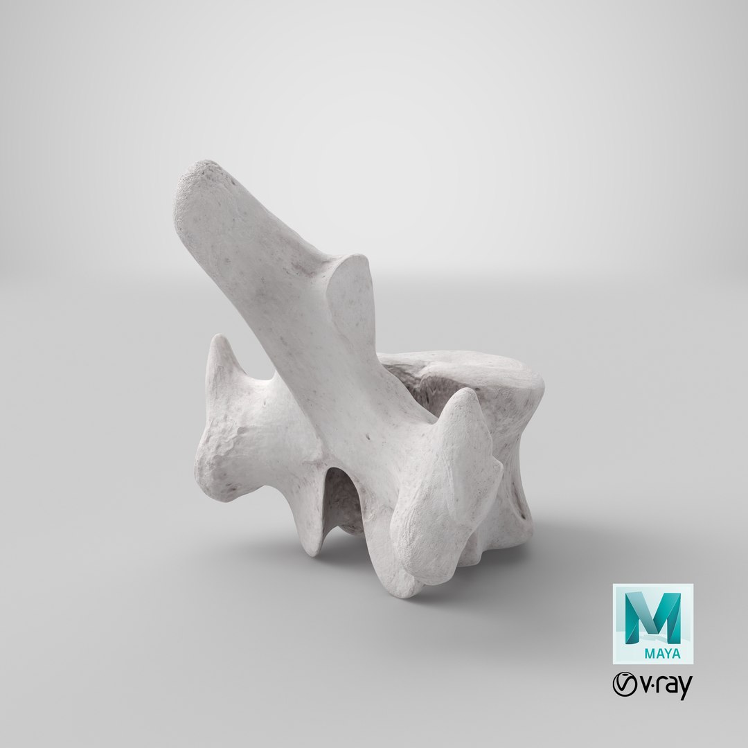 Bear Ursus Thoracic Vertebrae T11 3D Model - TurboSquid 2163674