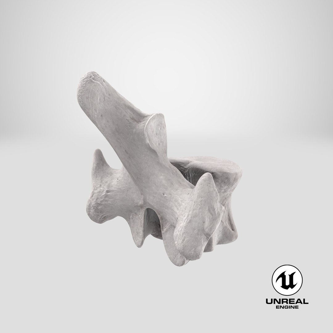 Bear Ursus Thoracic Vertebrae T11 3D Model - TurboSquid 2163674