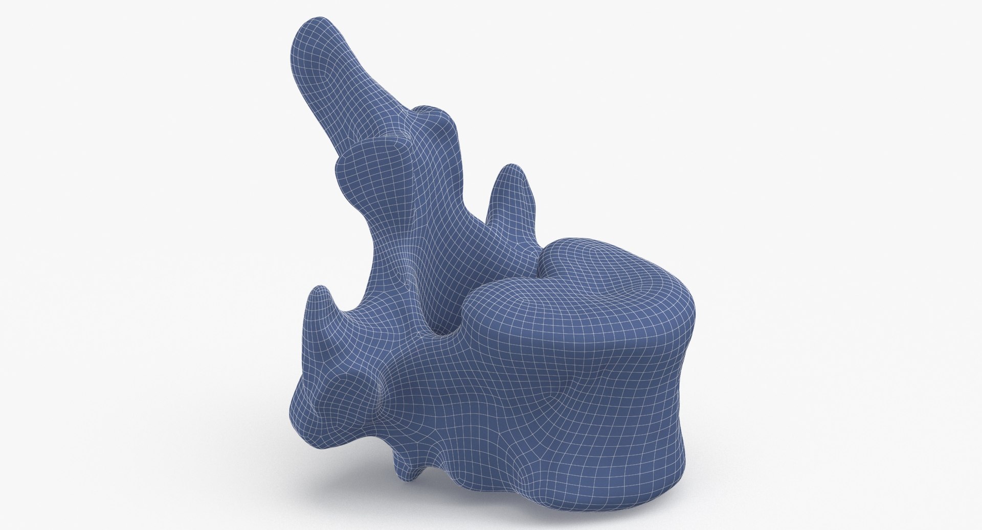 Bear Ursus Thoracic Vertebrae T11 3D Model - TurboSquid 2163674