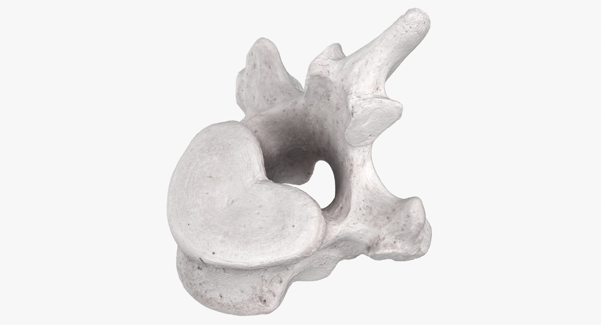 Bear Ursus Thoracic Vertebrae T11 3D Model - TurboSquid 2163674