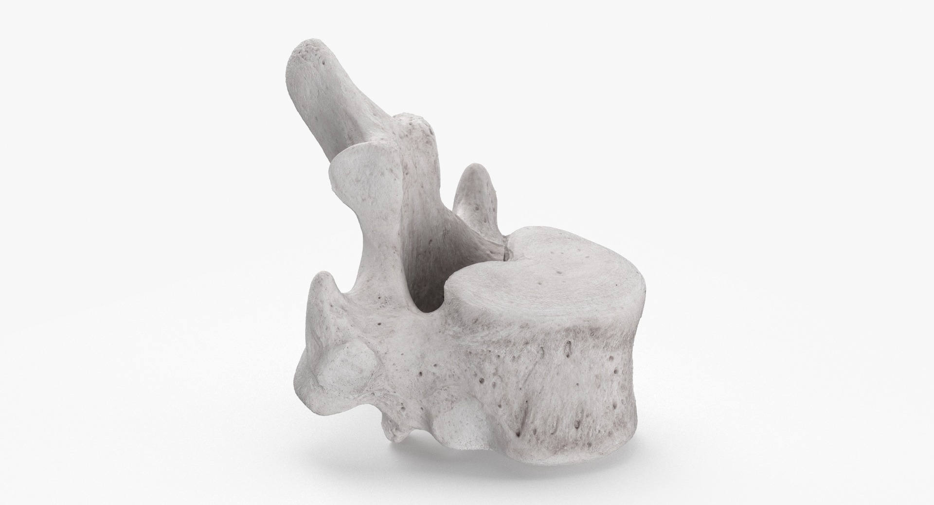Bear Ursus Thoracic Vertebrae T11 3D Model - TurboSquid 2163674