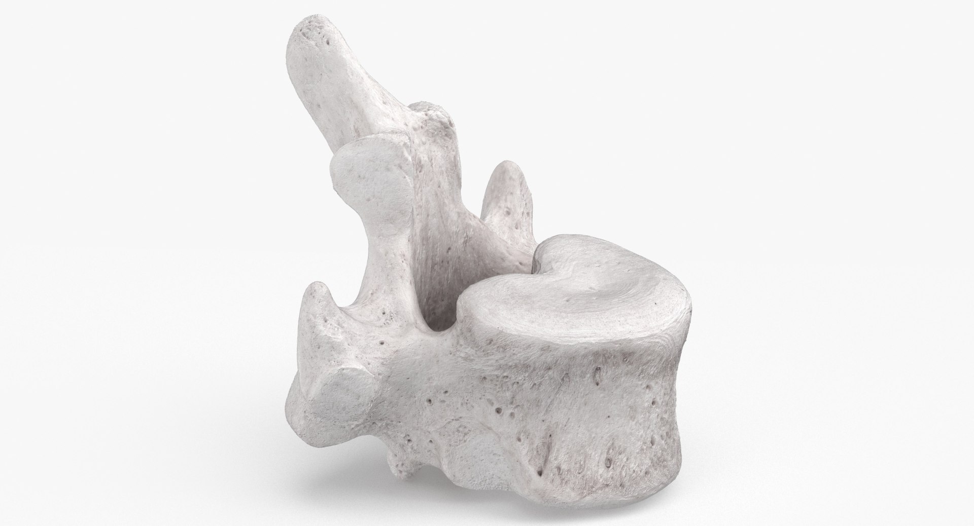Bear Ursus Thoracic Vertebrae T11 3D Model - TurboSquid 2163674